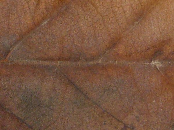 texture 0039 - Texturelib